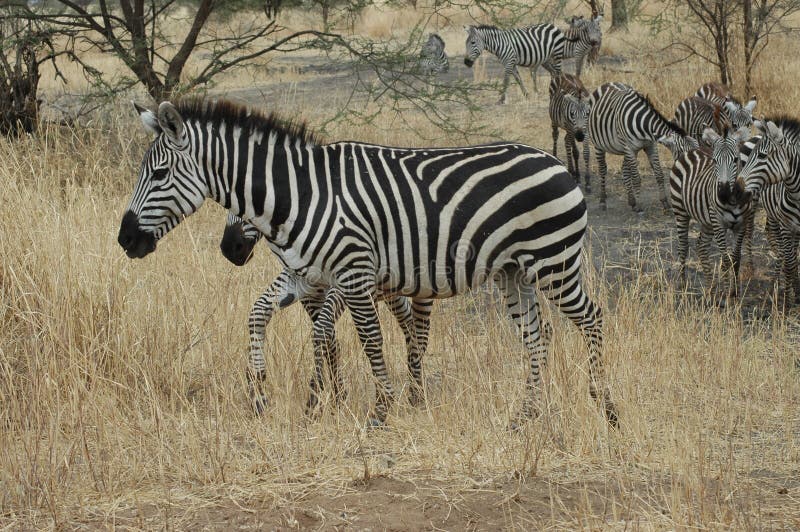 Zebra Picture. Image: 20472014