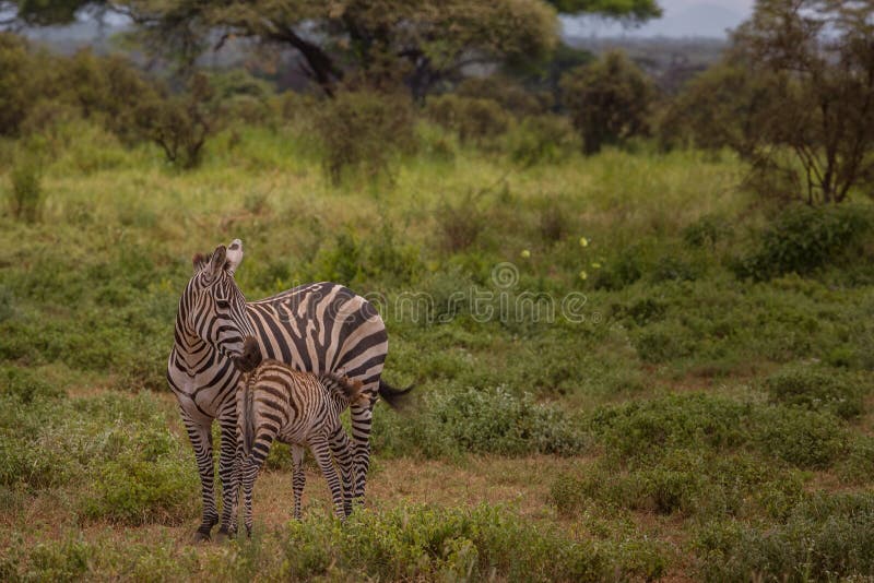 Zebras in the savannah stock photo. Image of wild, kenya - 187220200