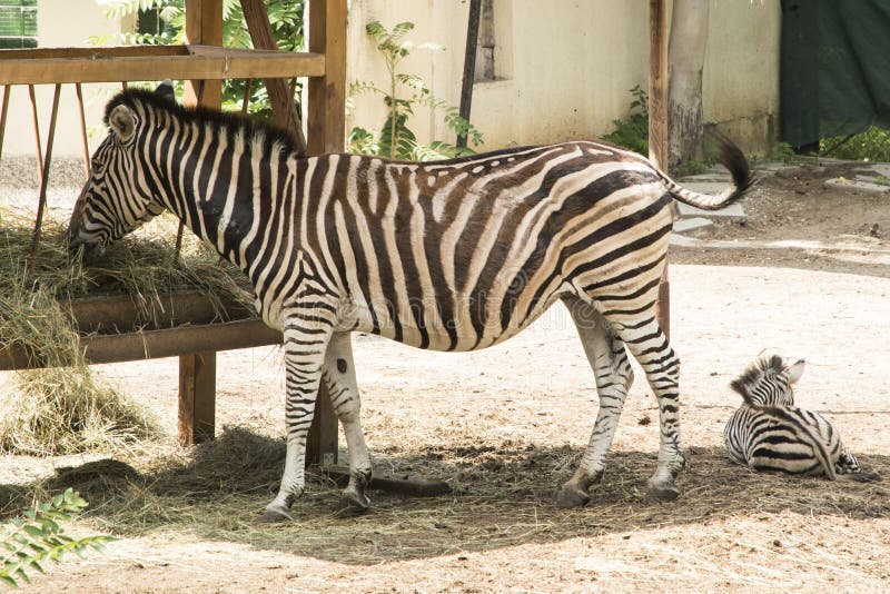 Zebra with her cub stock image. Image of cute, mammal - 262268263