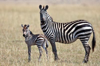 Zebra with Her Cub Stands and Looks Around Stock Image - Image of ...