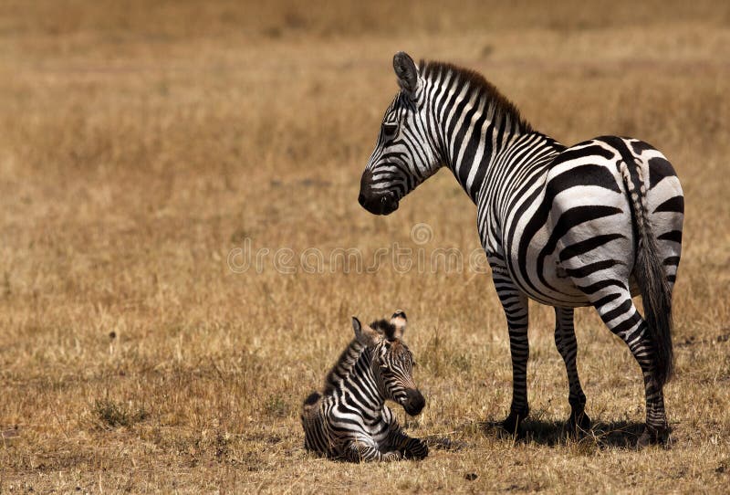 Zebra with Her Foal in Masai Mara Stock Image - Image of baby, jungle ...