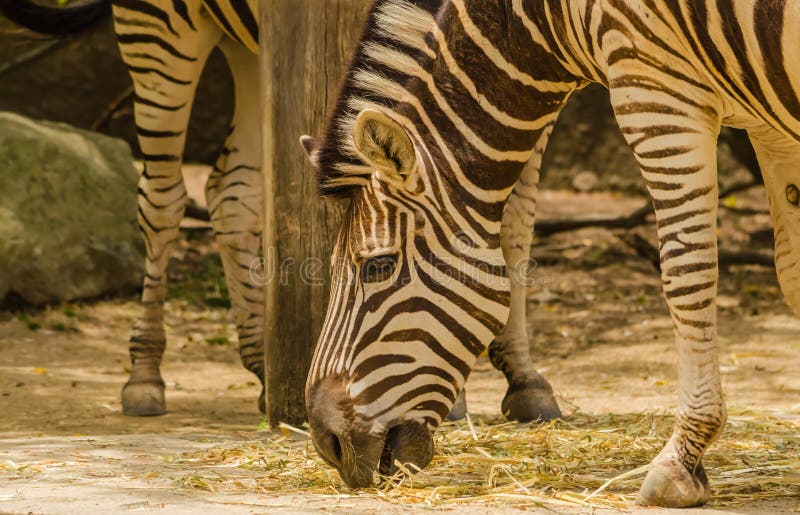 Zebra stock image. Image of wild, mammal, zebra, feeding - 82849837