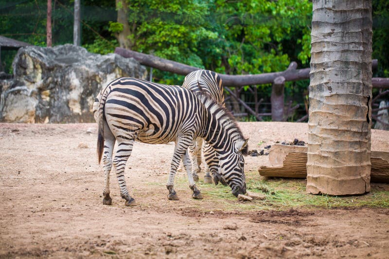 Zebra Herbivorous Mammal of the African Savannah Stock Photo - Image of ...