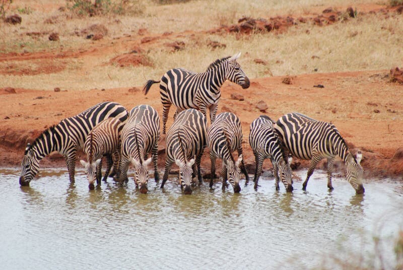Zebra Herd Stock Image - Image: 12492571