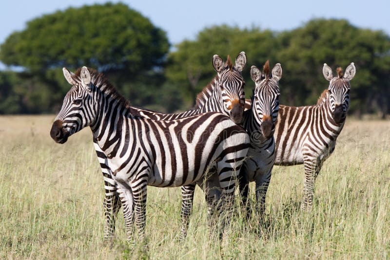Zebra herd stock photo. Image of national, drive, daytime - 21406682