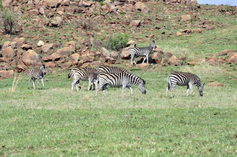 Zebra herd. stock image. Image of wildlife, herd, graze - 21714791