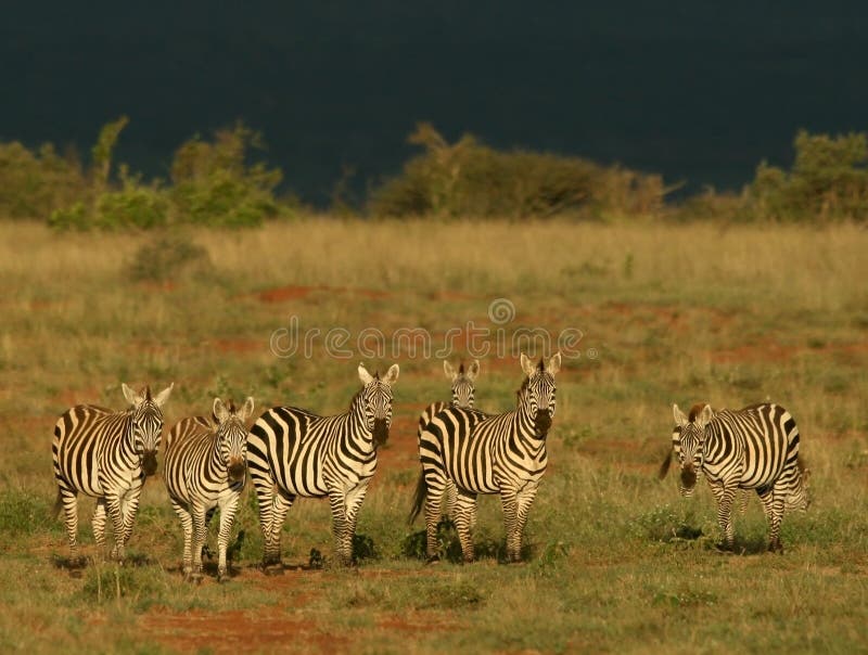 Zebra herd stock image. Image of grasslands, mammals - 23986699