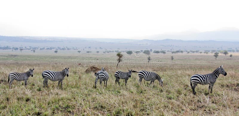 Zebra herd stock photo. Image of savanna, african, bush - 84531038