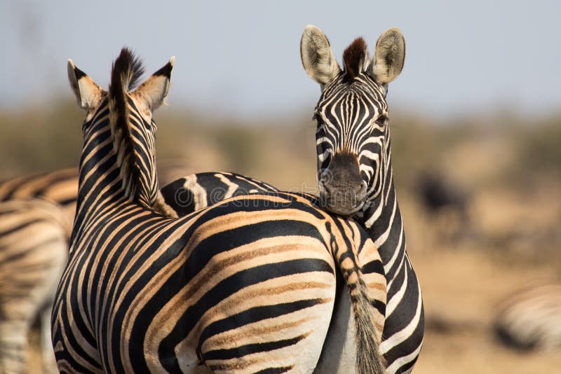 Zebra Herd in Colour Photo with Heads Together Stock Photo - Image of ...