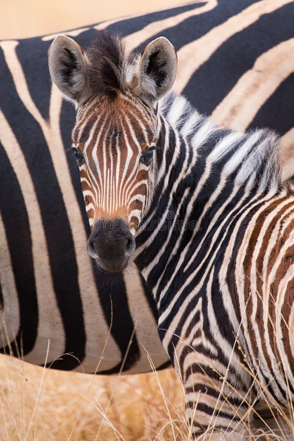Zebra Herd in Colour Photo with Heads Together Stock Image - Image of ...