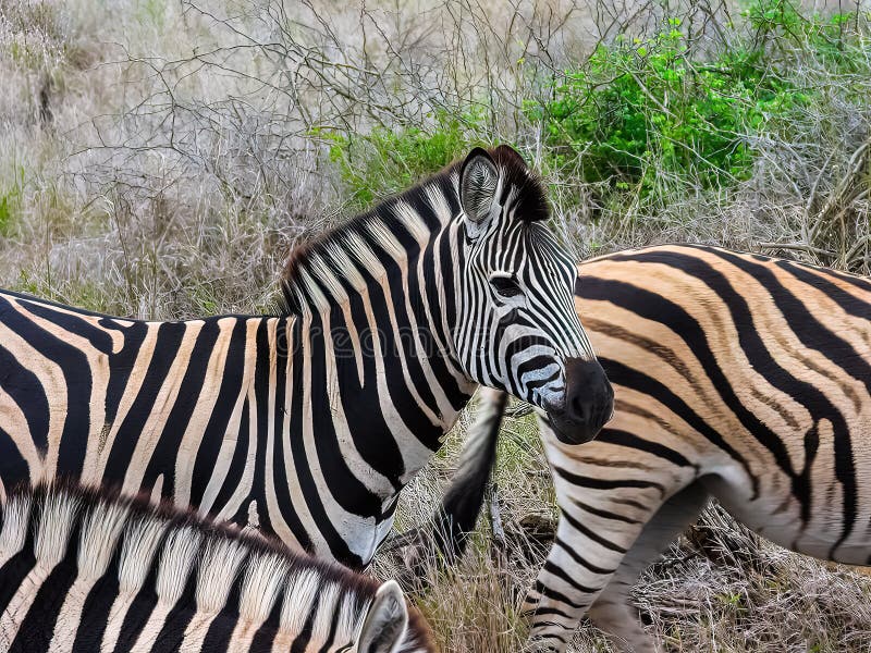 Zebra herd in the savanna stock photo. Image of adventure - 255178044