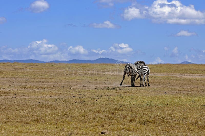 Two ruffians stock photo. Image of blue, safari, holiday - 29937926