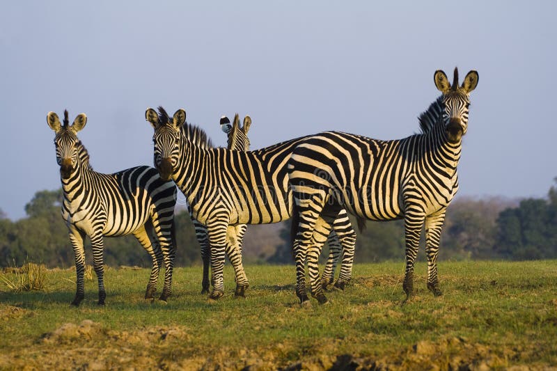 Zebra-Herde Bild. Bild: 3928228