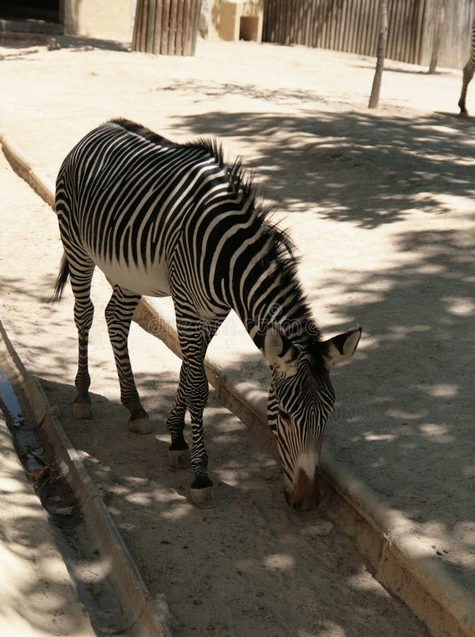 Zebra Hiding in the Shade from the Scorching Sun Stock Photo - Image of ...