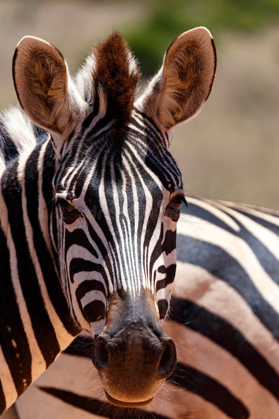 Zebra with his big nose stock image. Image of lines, field - 82492467