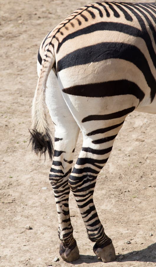 Zebra hooves stock image. Image of africa, animals, black - 102258031