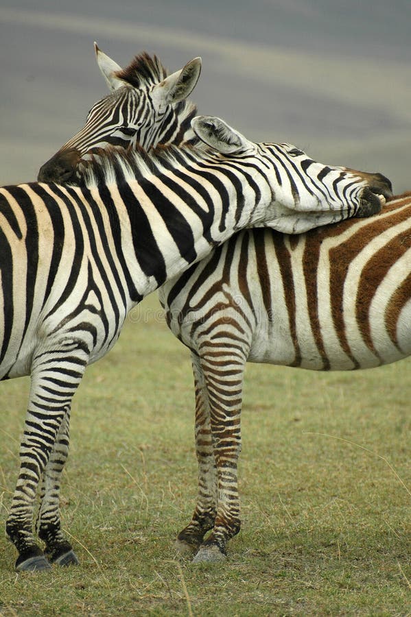 Zebra Hug stock photo. Image of zebras, animals, friends - 3202370