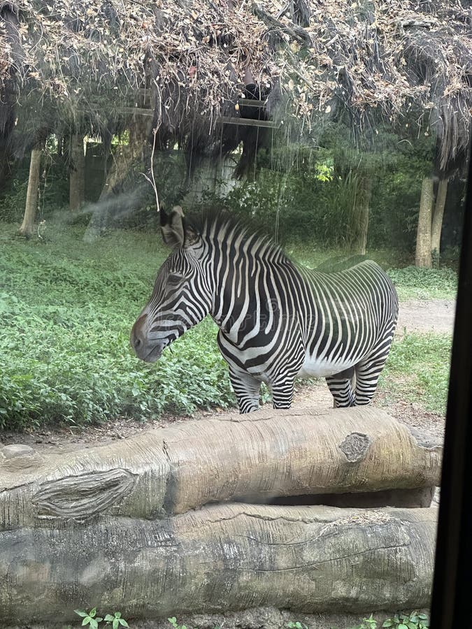 Bigzebra Stock Photos - Free & Royalty-Free Stock Photos from Dreamstime