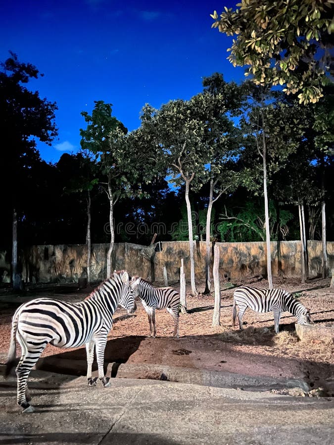 Zebra Inside the Zoo during Night Time Stock Photo - Image of night ...