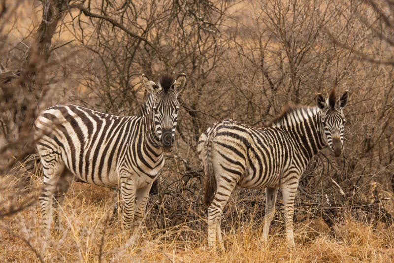 Zebra with horn stock photo. Image of horn, nature, mammal - 9876084