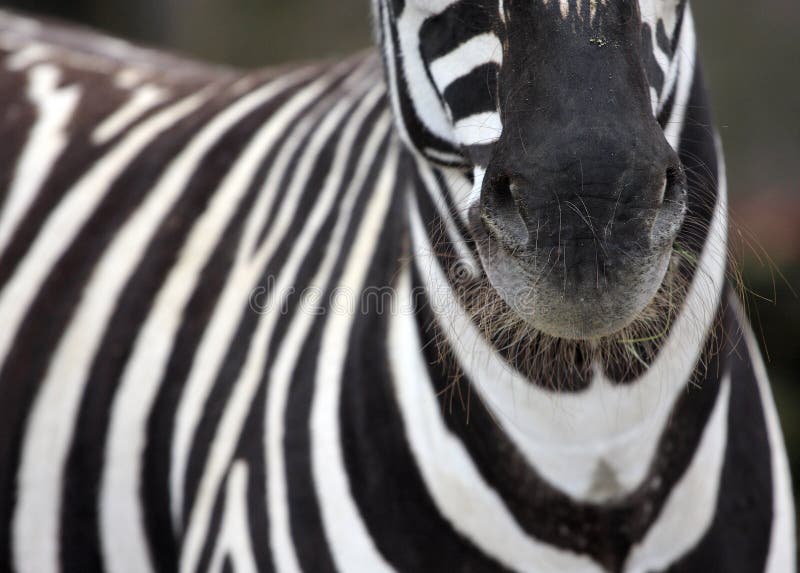 Zebra stock photo. Image of portrait, beautiful, nature - 30356012
