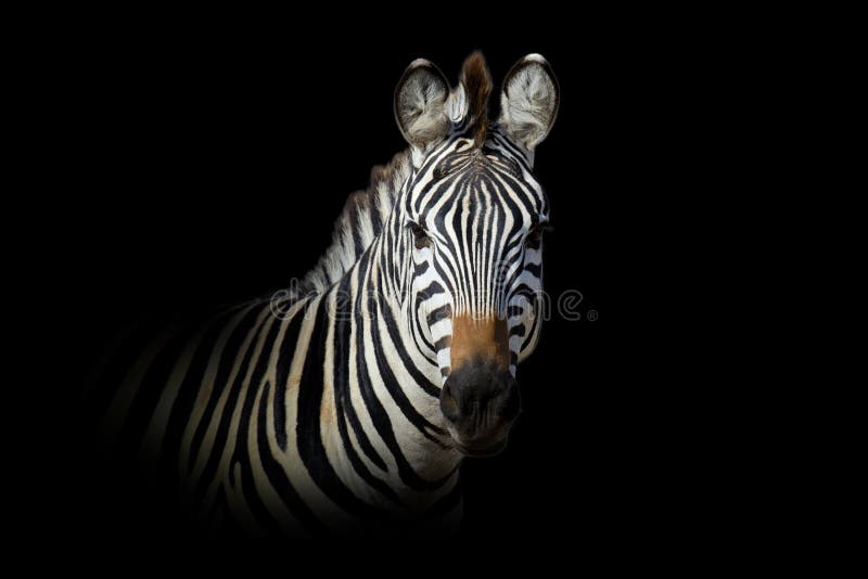Top view zebra stock image. Image of baby, grass, african - 48119557