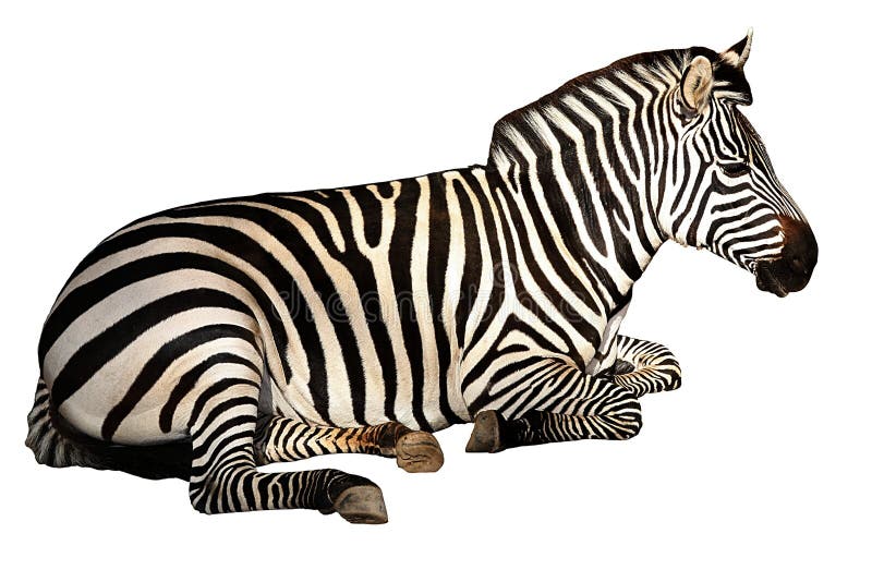 Zebra Isolated on White stock photo. Image of isolated - 19067748