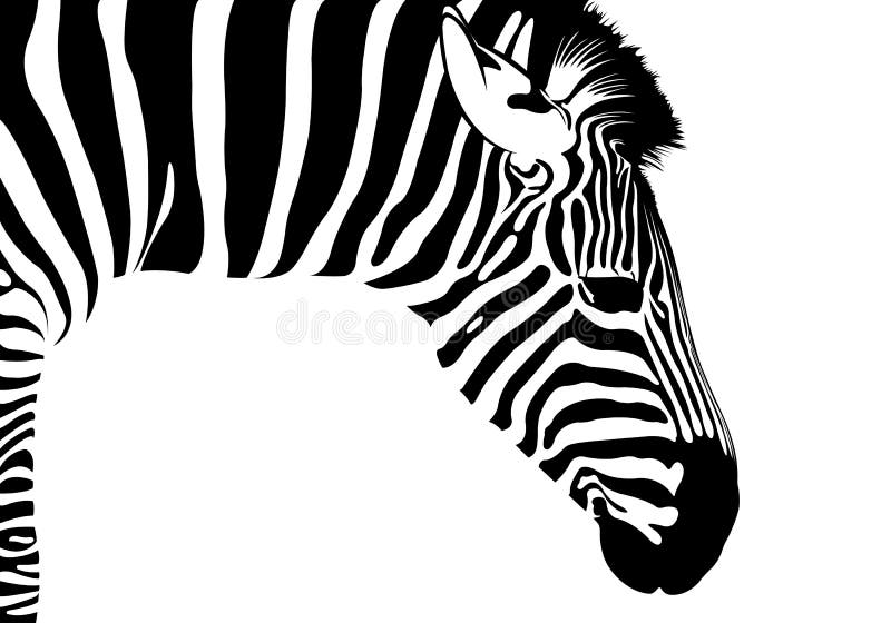 Zebra stock vector. Illustration of africa, exotic, mane - 5558808
