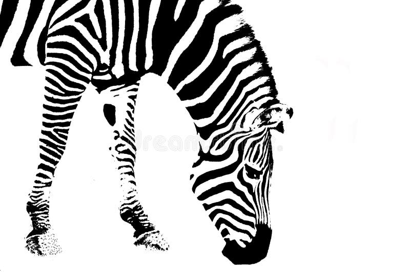 Zebra Rat, Rodent, Mouse, Isolated Stock Photo - Illustration of file ...