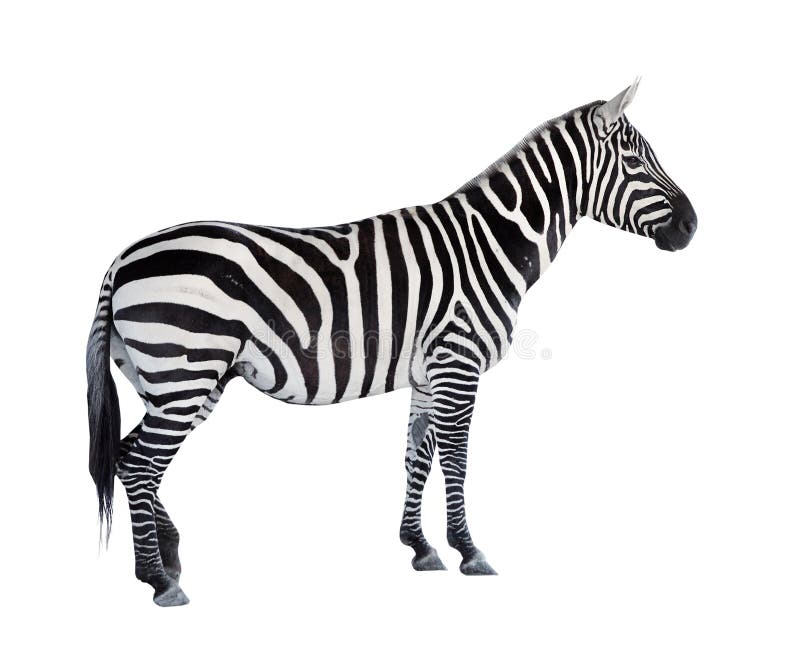 Zebra clipart without background - codesbery