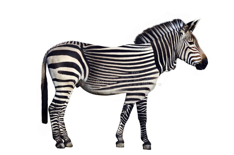 1,259 Zebra Horizontal Stripes Photos - Free & Royalty-Free Stock ...