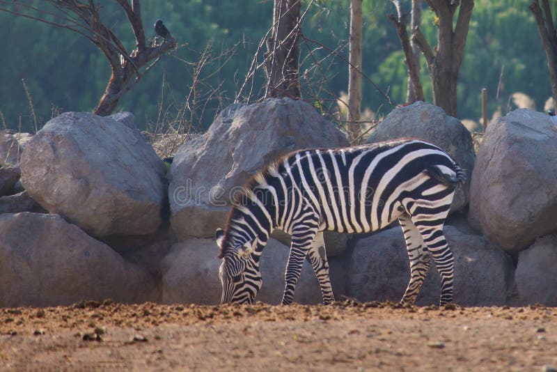 A zebra from its nature stock photo. Image of animal - 162288358