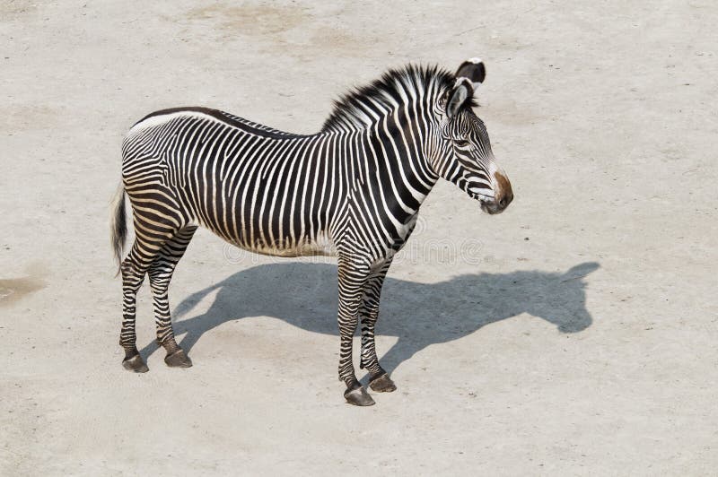 Black And White - Zebra, Sun And Shadow Stock Image - Image of mother ...