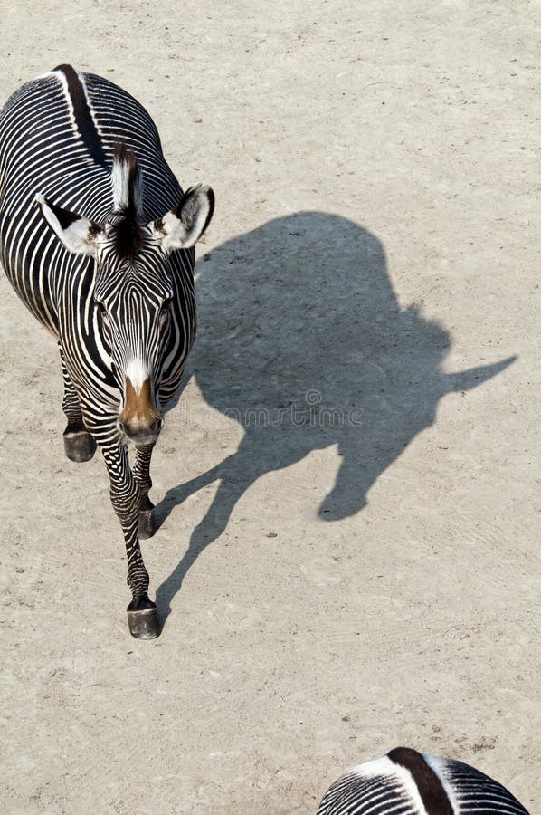 Zebra stock photo. Image of shadow, sunny, outdoor, mammal - 48942780