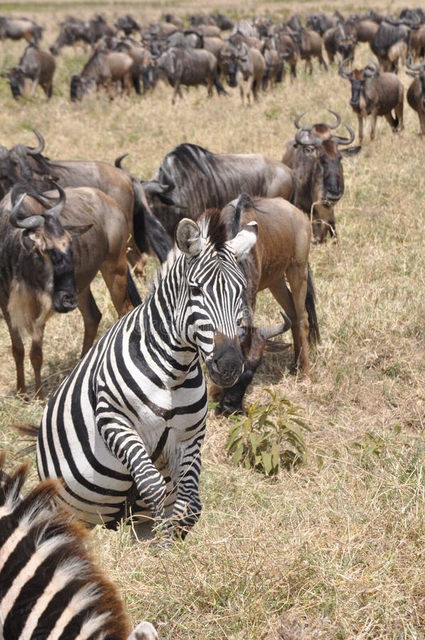 Zebra jumping stock image. Image of giraffe, safari - 339727221