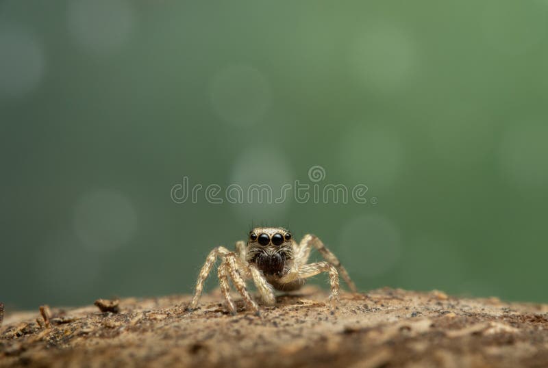 Zebra Jumping Spider Salticus Scenicus Stock Image - Image of back ...