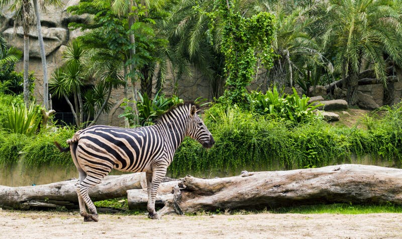 The zebra stock image. Image of zebra, herbivore, wildlife - 72021005
