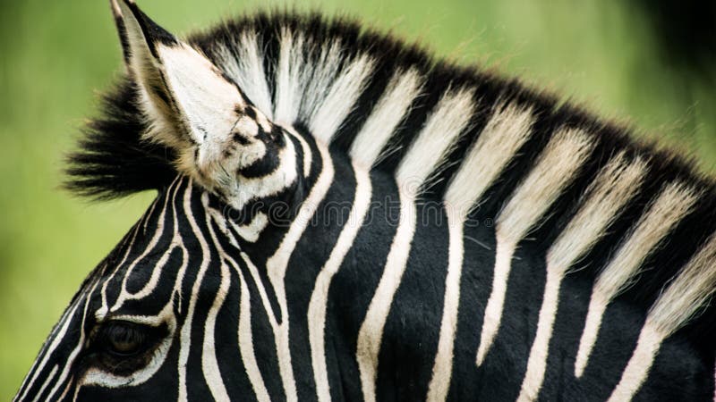 Zebra stock photo. Image of herbivore, black, mammal - 87019026