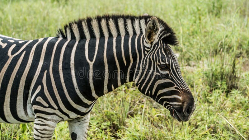 Zebra stock image. Image of wildness, safari, animal - 87019029