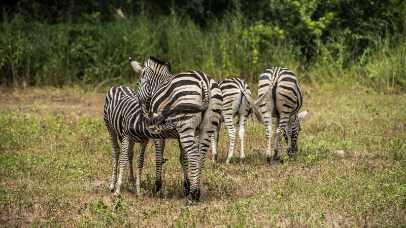 Zebra stock image. Image of freedom, zebra, wildness - 87019125