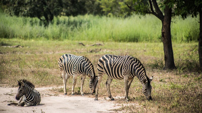 Zebra stock photo. Image of black, animal, wild, freedom - 87019182