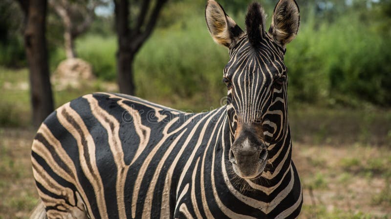 Zebra stock photo. Image of white, mammal, wildness, safari - 87019272