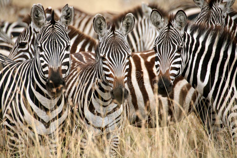 Zebra (Kenya) stock image. Image of horizontal, animal - 4380111