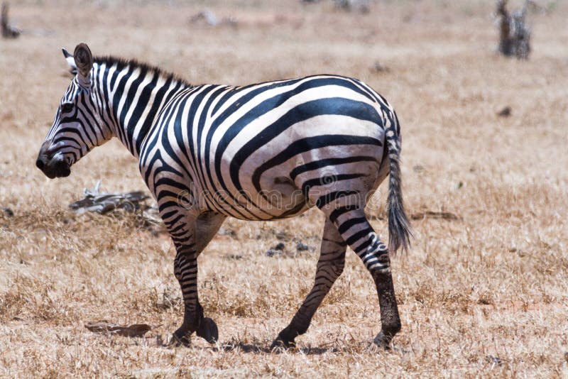 Zebra in Kenya stock photo. Image of mammal, environment - 30416262