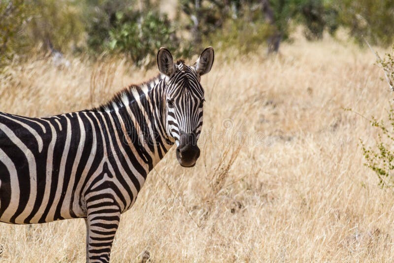 Zebra in Kenya stock photo. Image of mammal, environment - 30416262