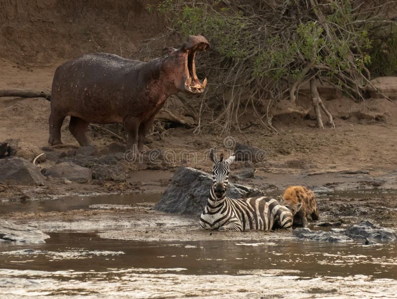 Zebra Kill in the Mara River, Kenya Stock Image - Image of crocodile ...