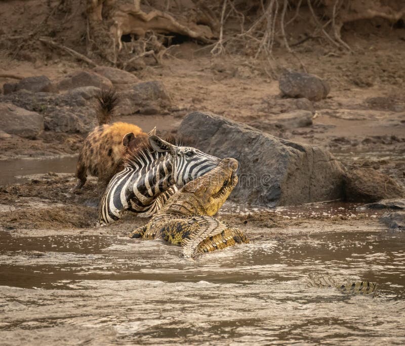 Zebra Kill in the Mara River, Kenya Stock Photo - Image of animal ...