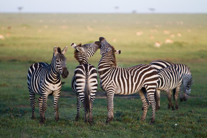 Zebra Embrace stock image. Image of bond, savanna, love, plains - 3989