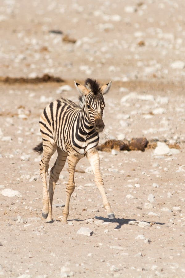 Zebra Kitten stock image. Image of nature, zebra, wildlife - 68890681