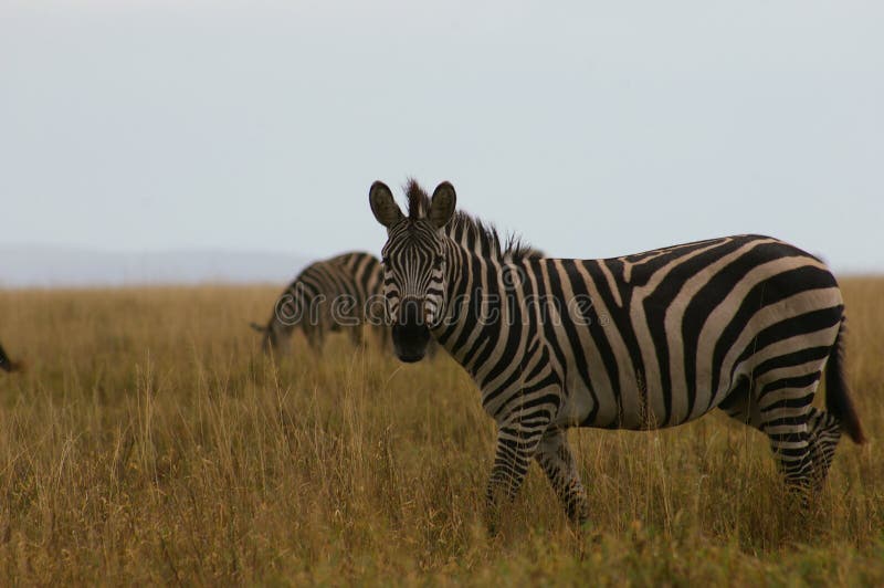 Zebra In Tanzania Landscape Stock Image - Image of landscape, wildlife ...